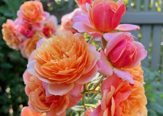 Garden Tour 25 | Visit McMinnville